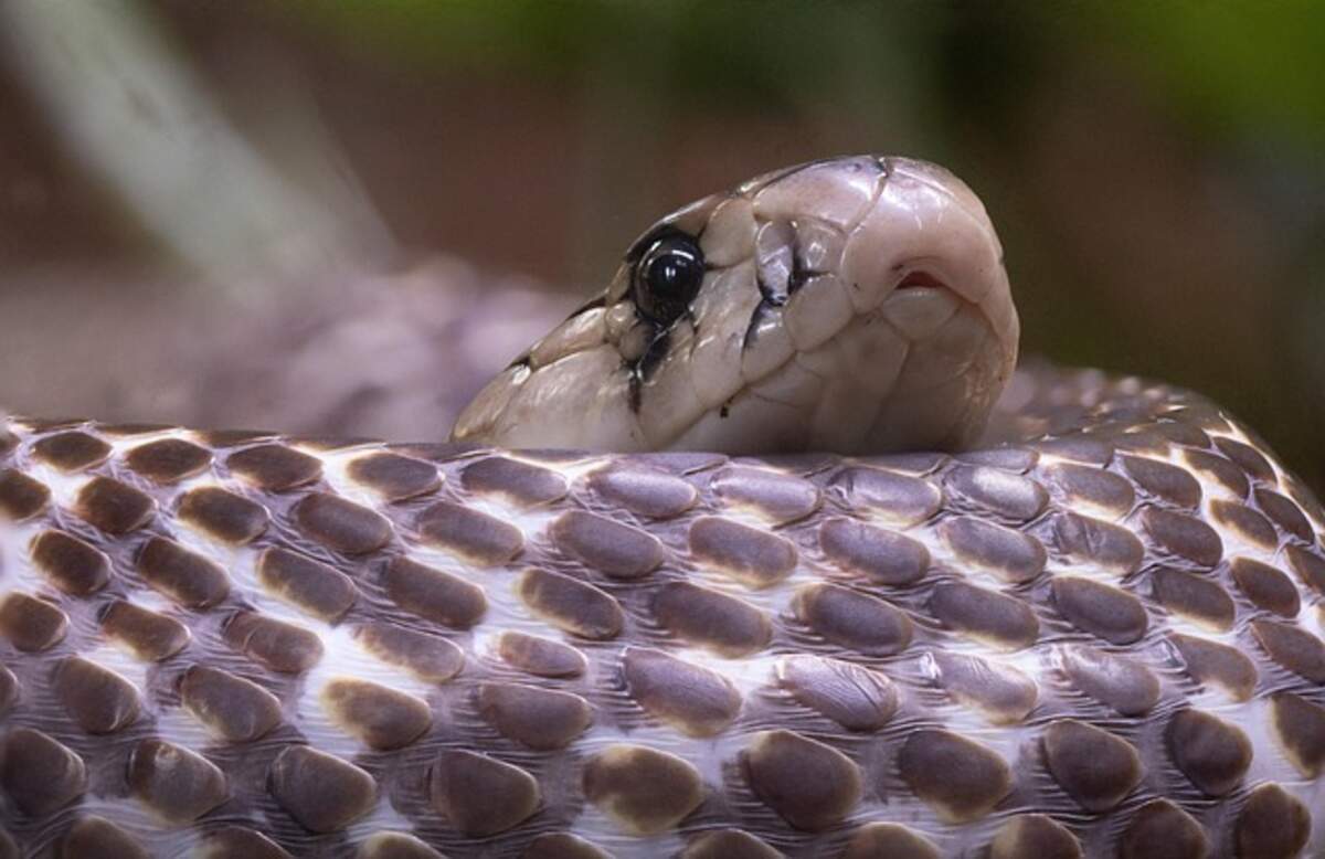 The Fascinating Life of King Cobras - Magazinespy